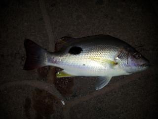 Types of Fishes found along Singapore Shoreline – Shoreangler