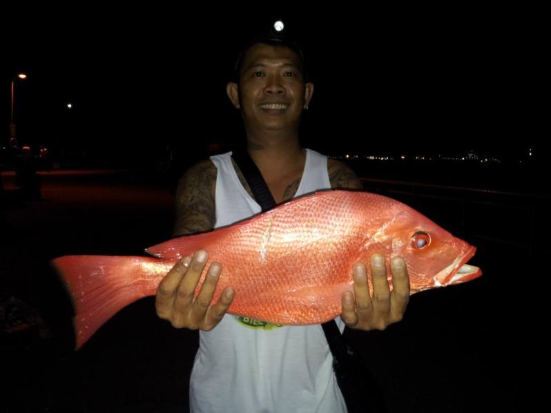 Types of Fishes found along Singapore Shoreline – Shoreangler