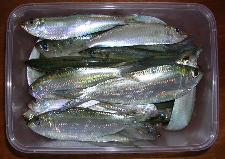 Tips for Successful Shore Fishing II – Shoreangler