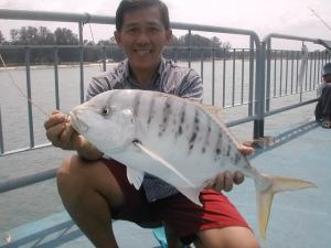 Types of Fishes found along Singapore Shoreline – Shoreangler