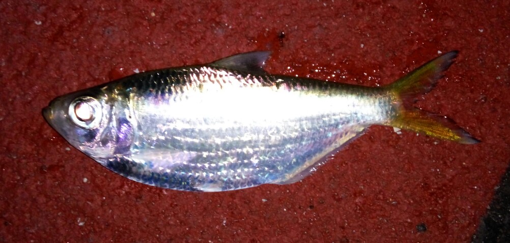 How to Jig for Bait Fish at Bedok Jetty – Shoreangler