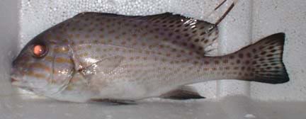 Types of Fishes found along Singapore Shoreline – Shoreangler