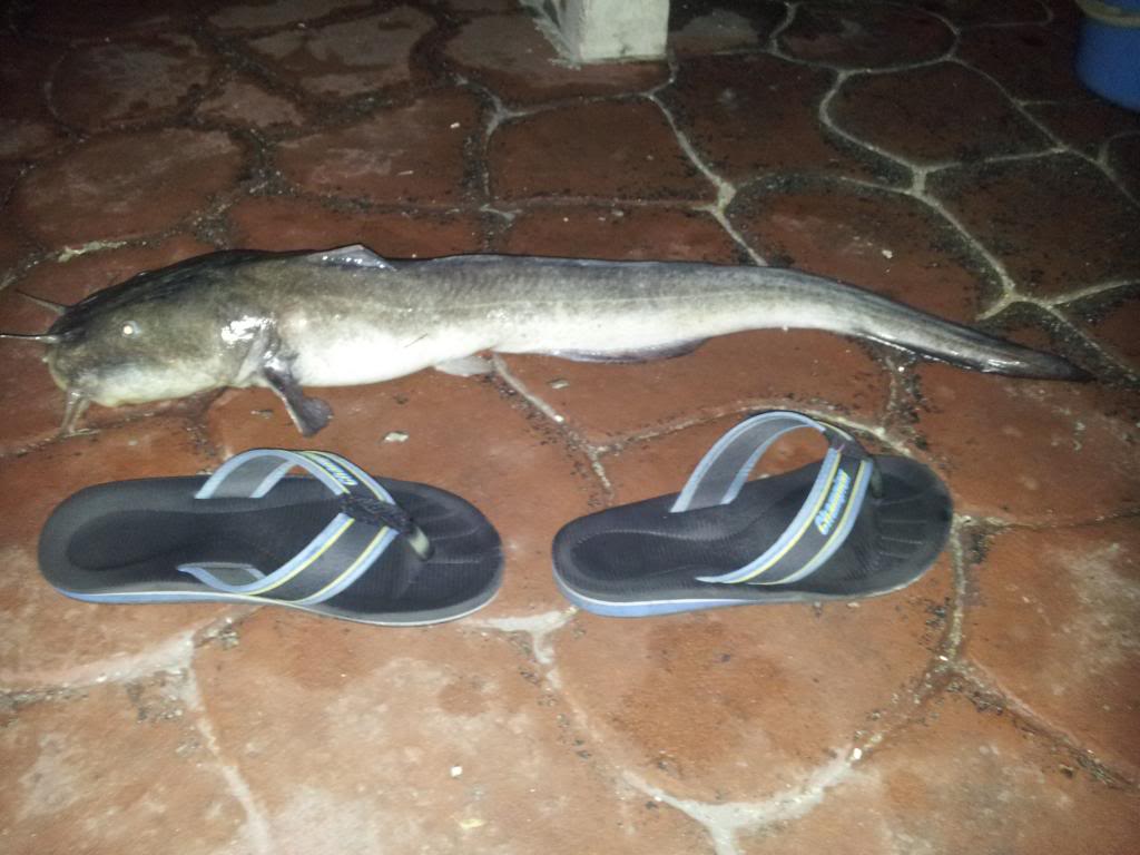 Poisonous and Dangerous fishes you must know – Shoreangler