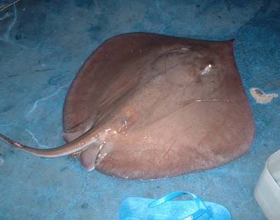 Poisonous and Dangerous fishes you must know – Shoreangler