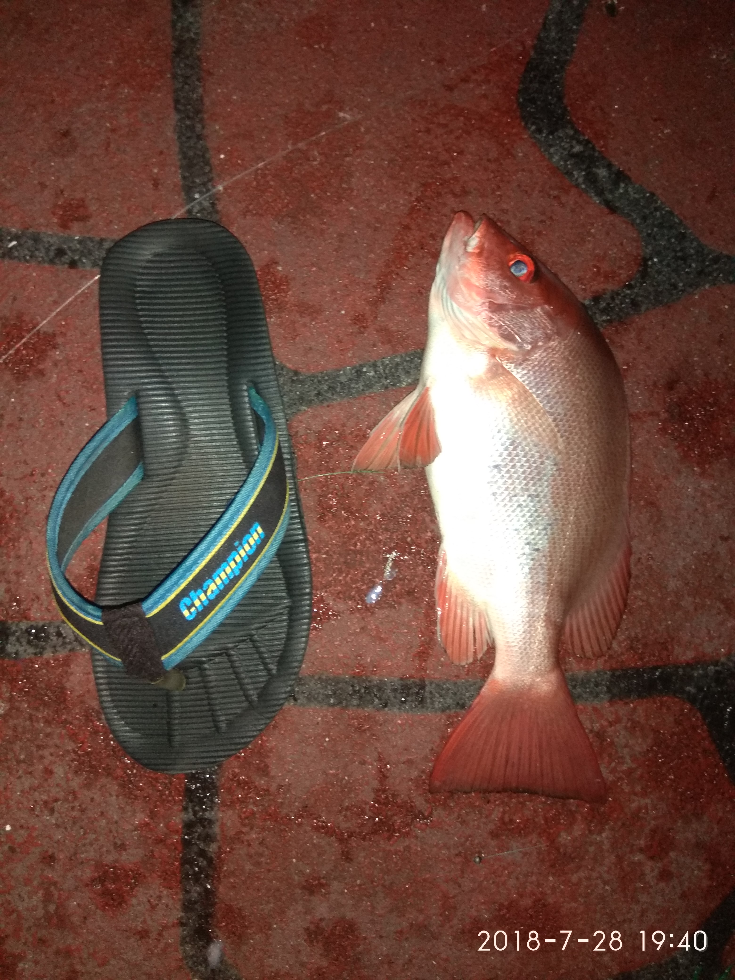 Two Fishes within Half hours – Shoreangler