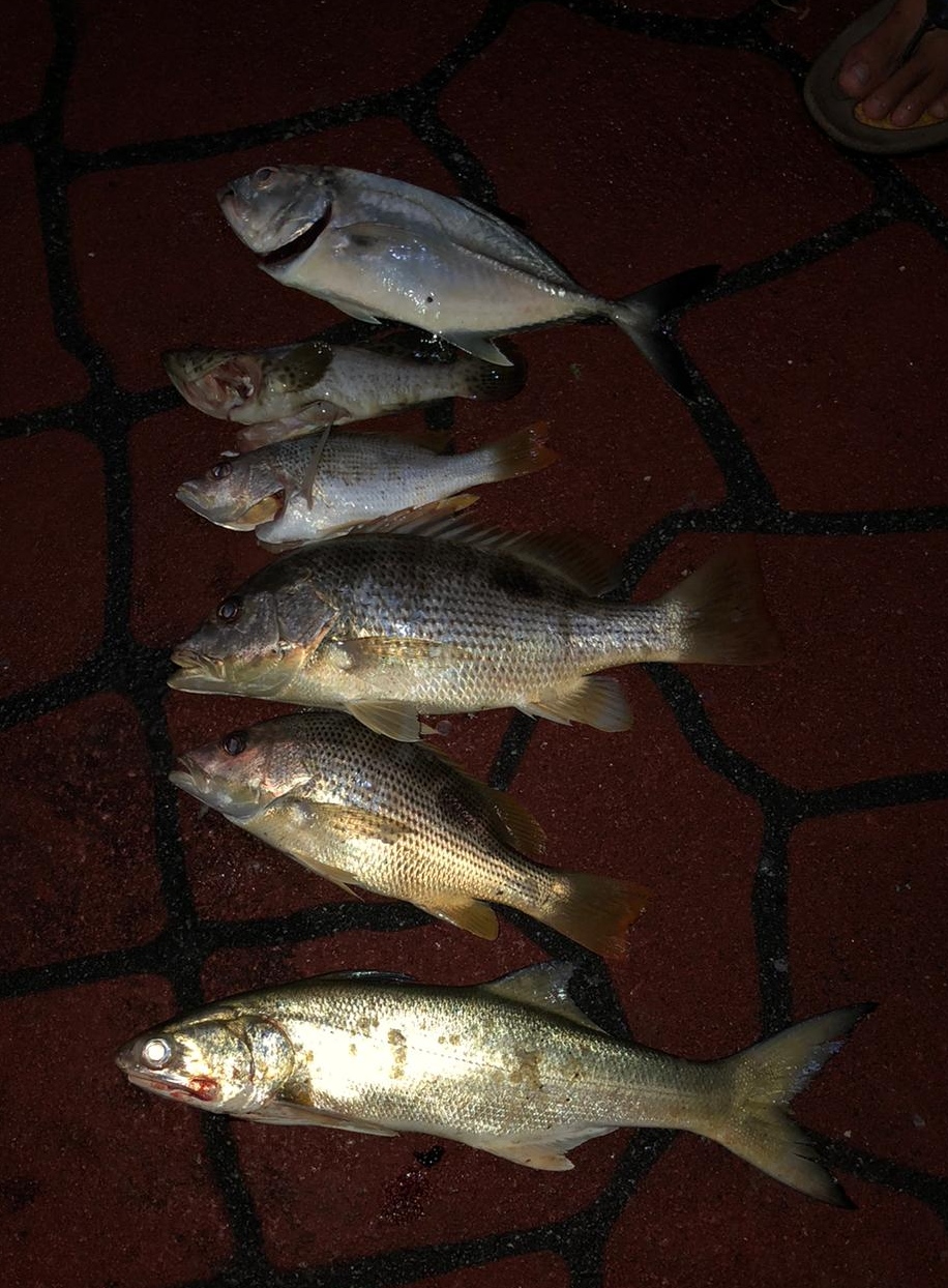 Friends catches last night. – Shoreangler