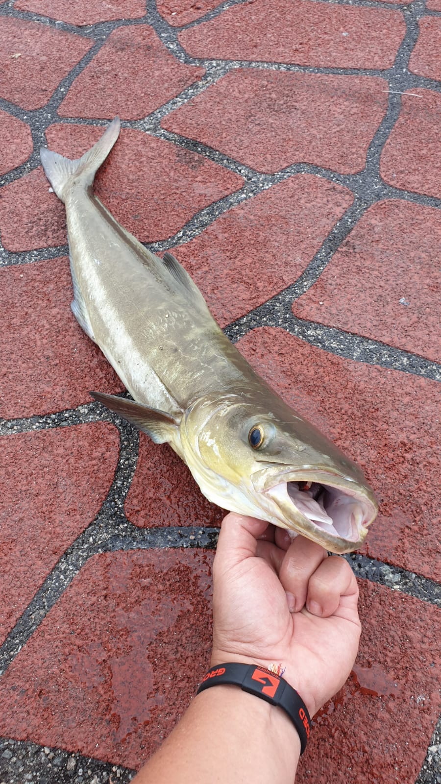 Cobia – Shoreangler