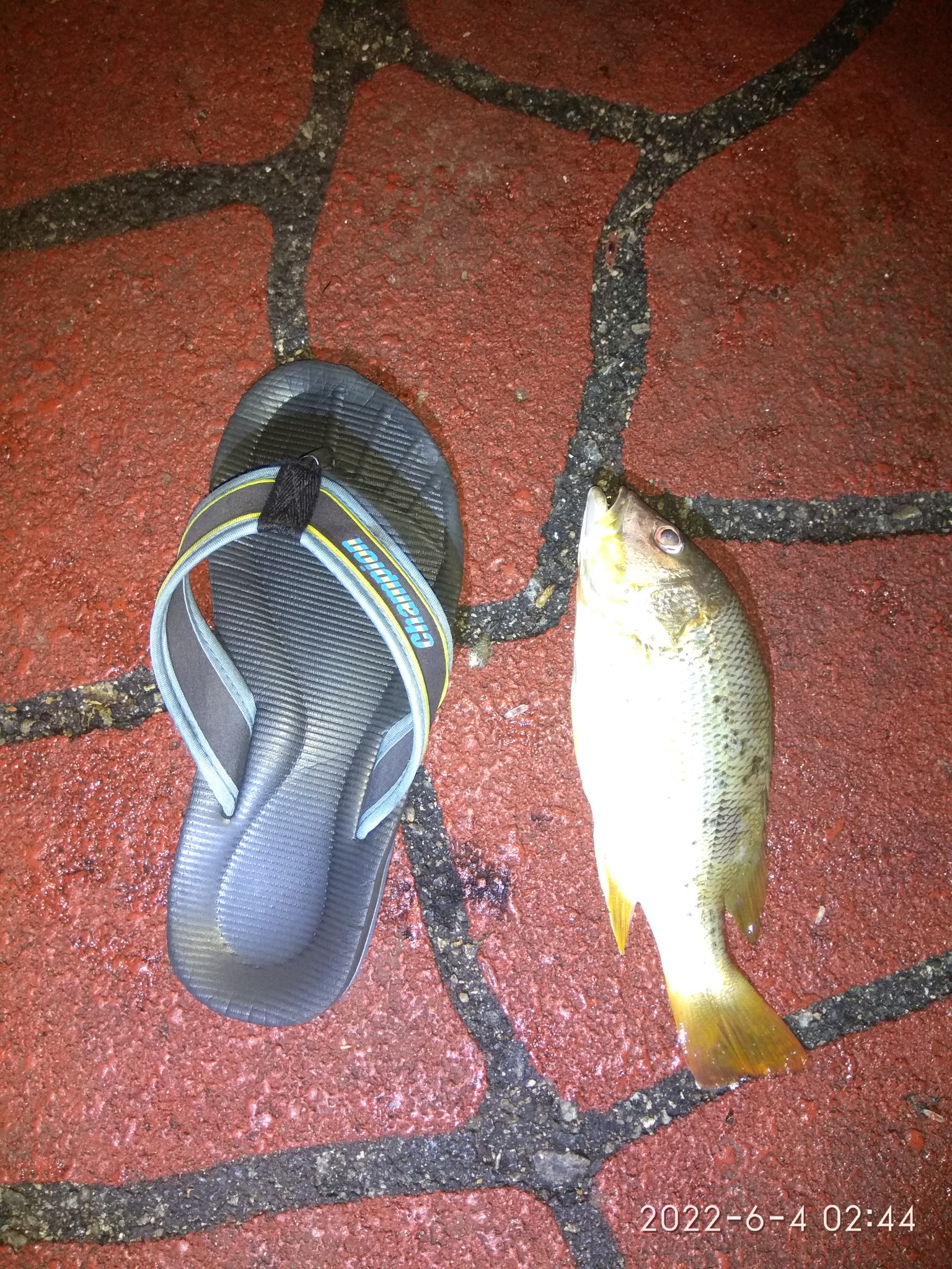 Fingermark Snapper – Shoreangler