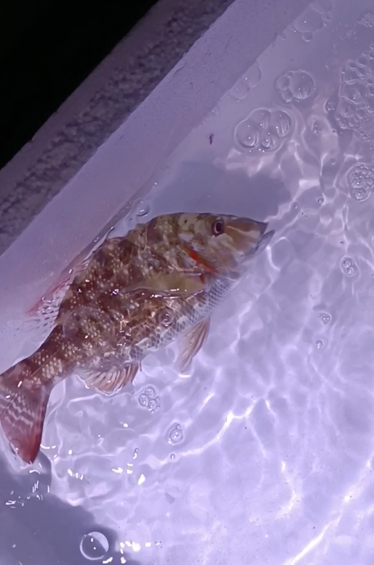 Emperor fish – Shoreangler