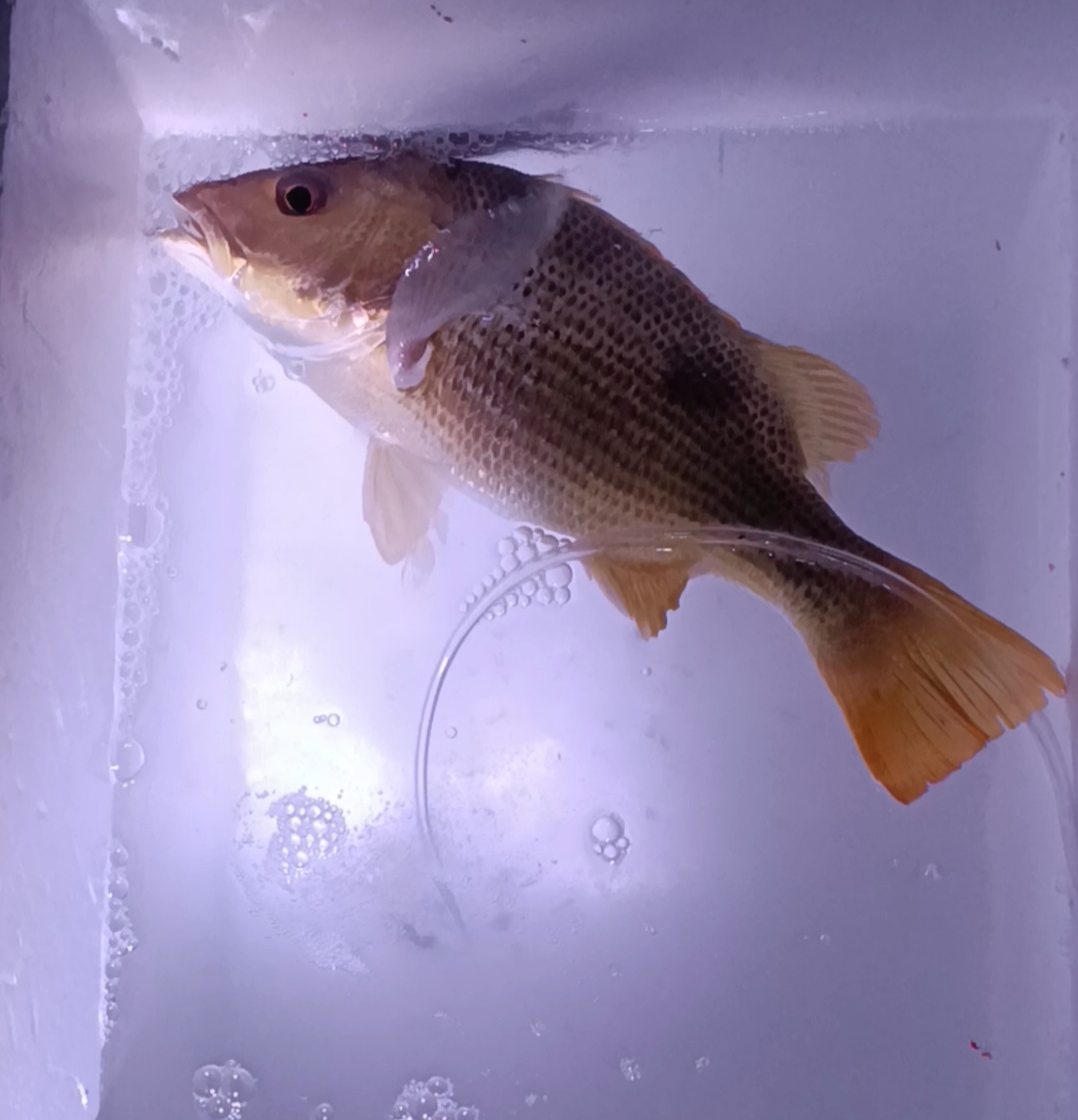 Golden Snapper – Shoreangler