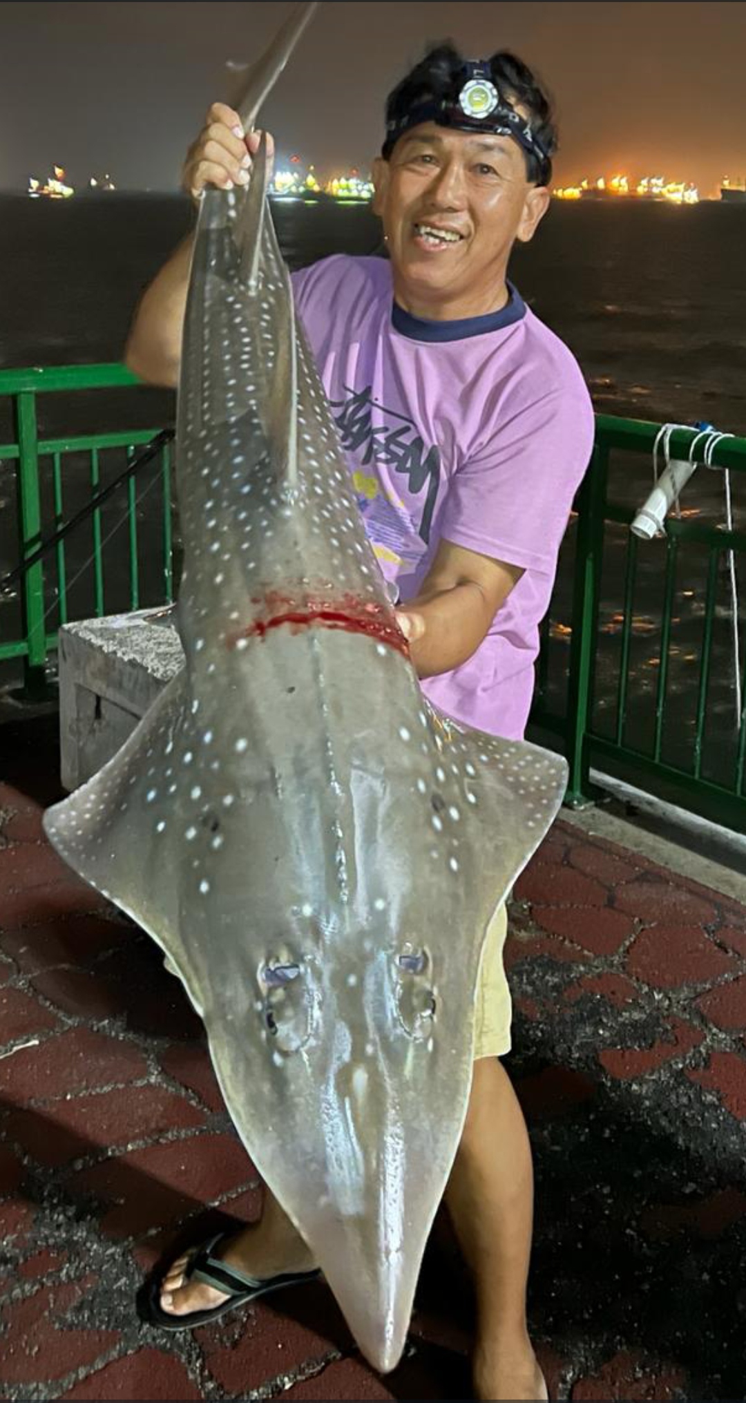 Shovelnose Shark – Shoreangler
