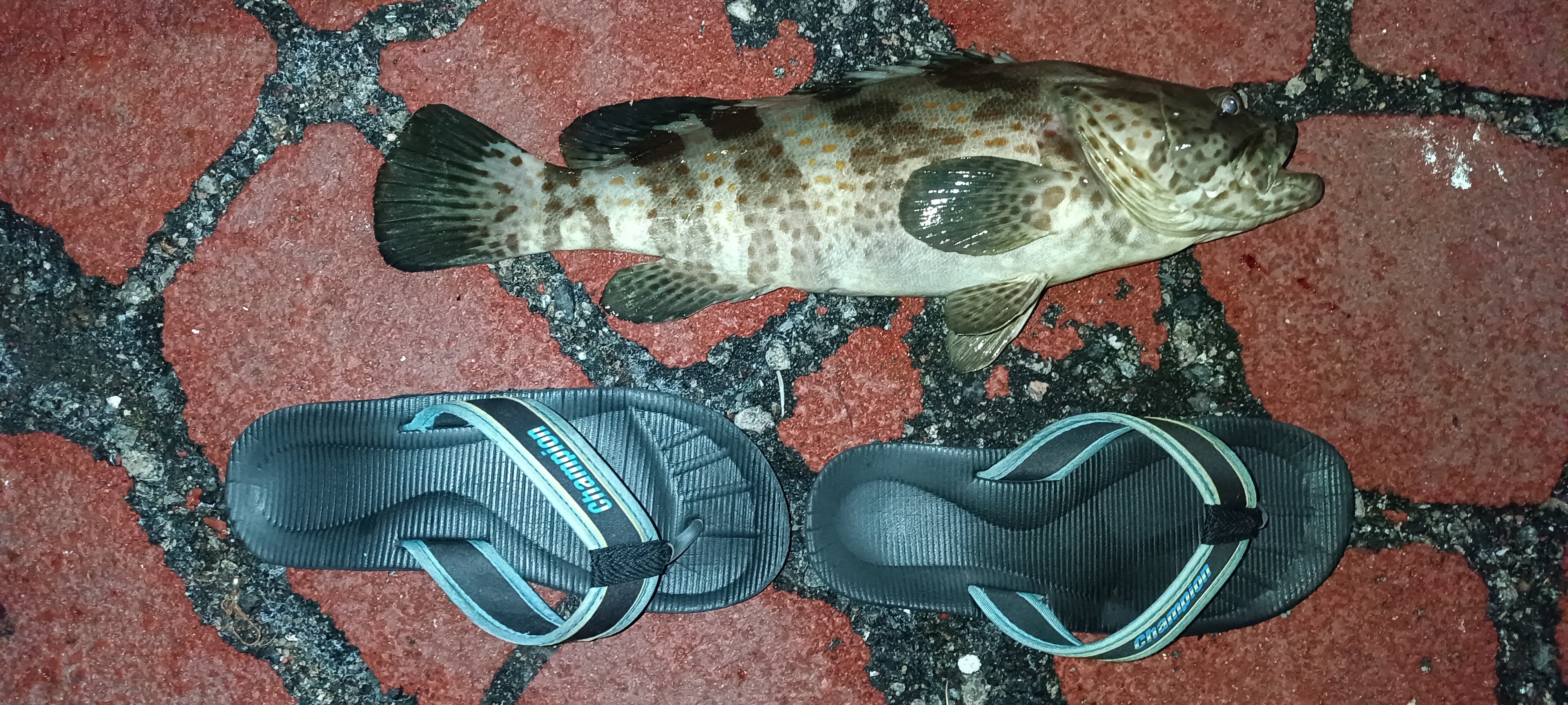 Golden Snapper and Grouper. – Shoreangler