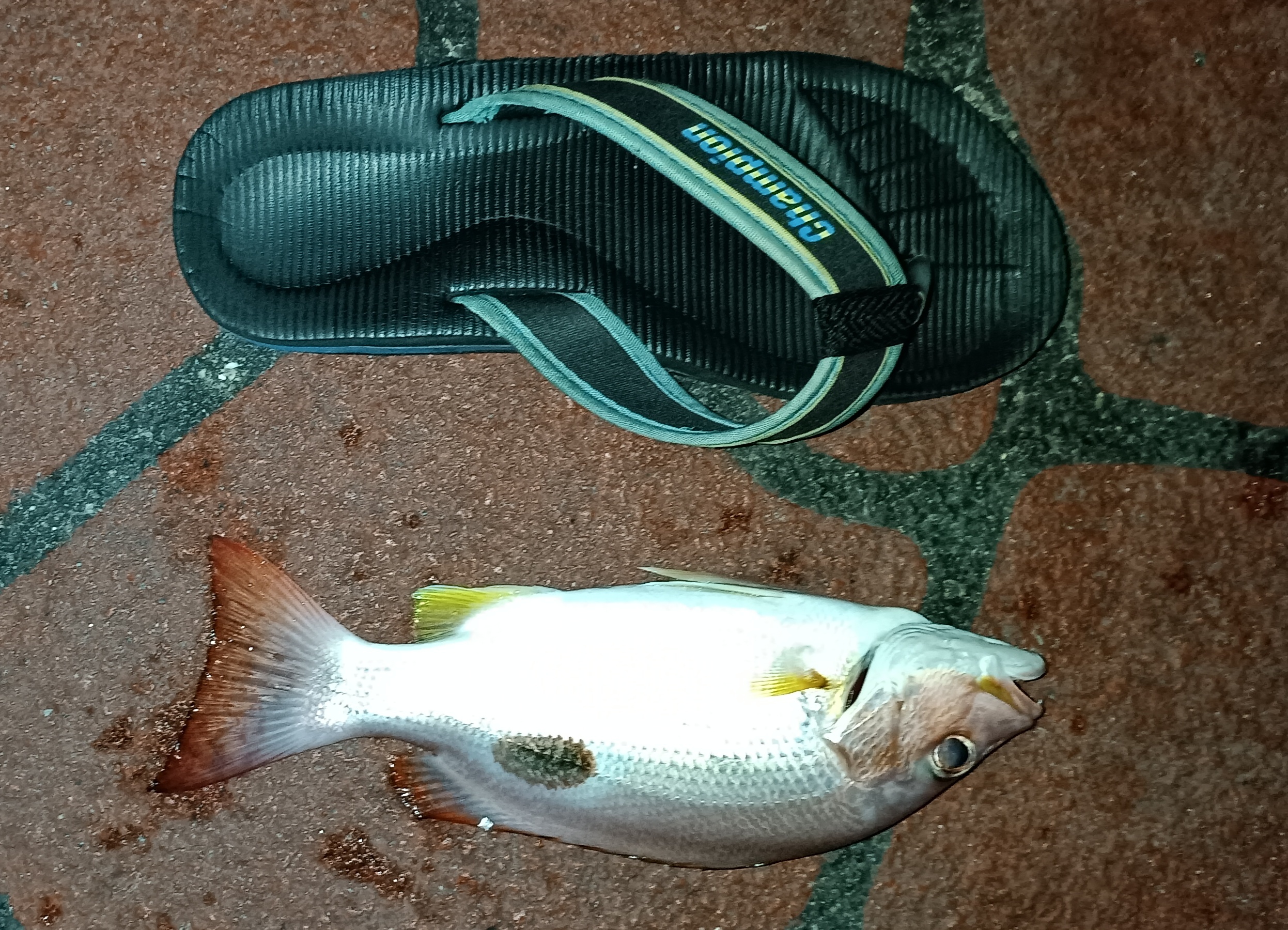 Palm size fingermark snapper – Shoreangler