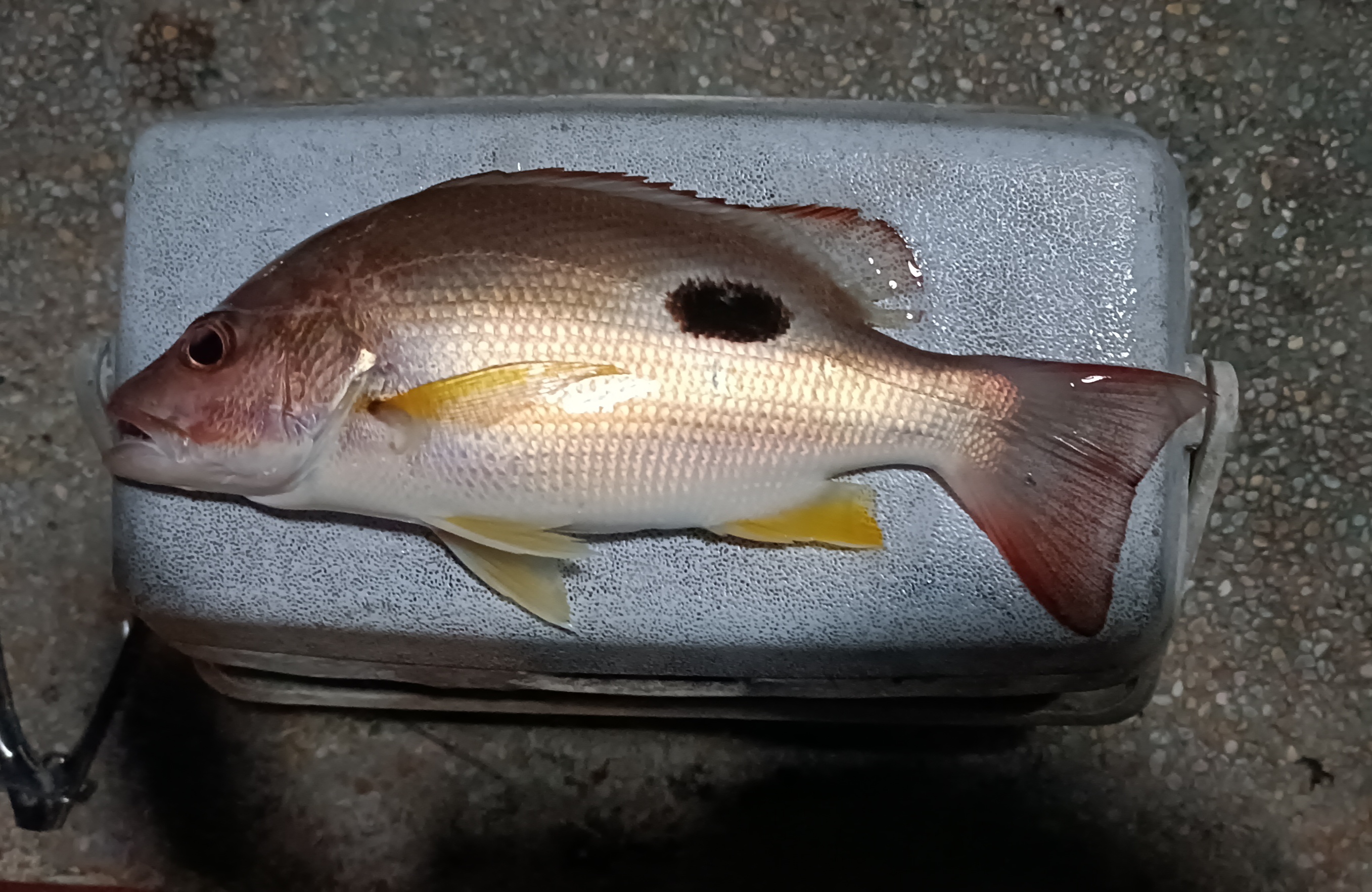 Barracuda and Fingermark Snapper – Shoreangler