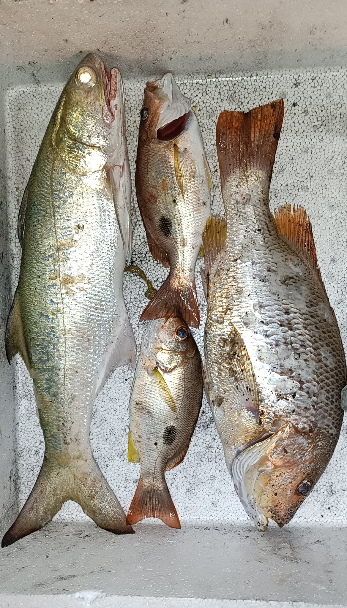 Productive night – Shoreangler