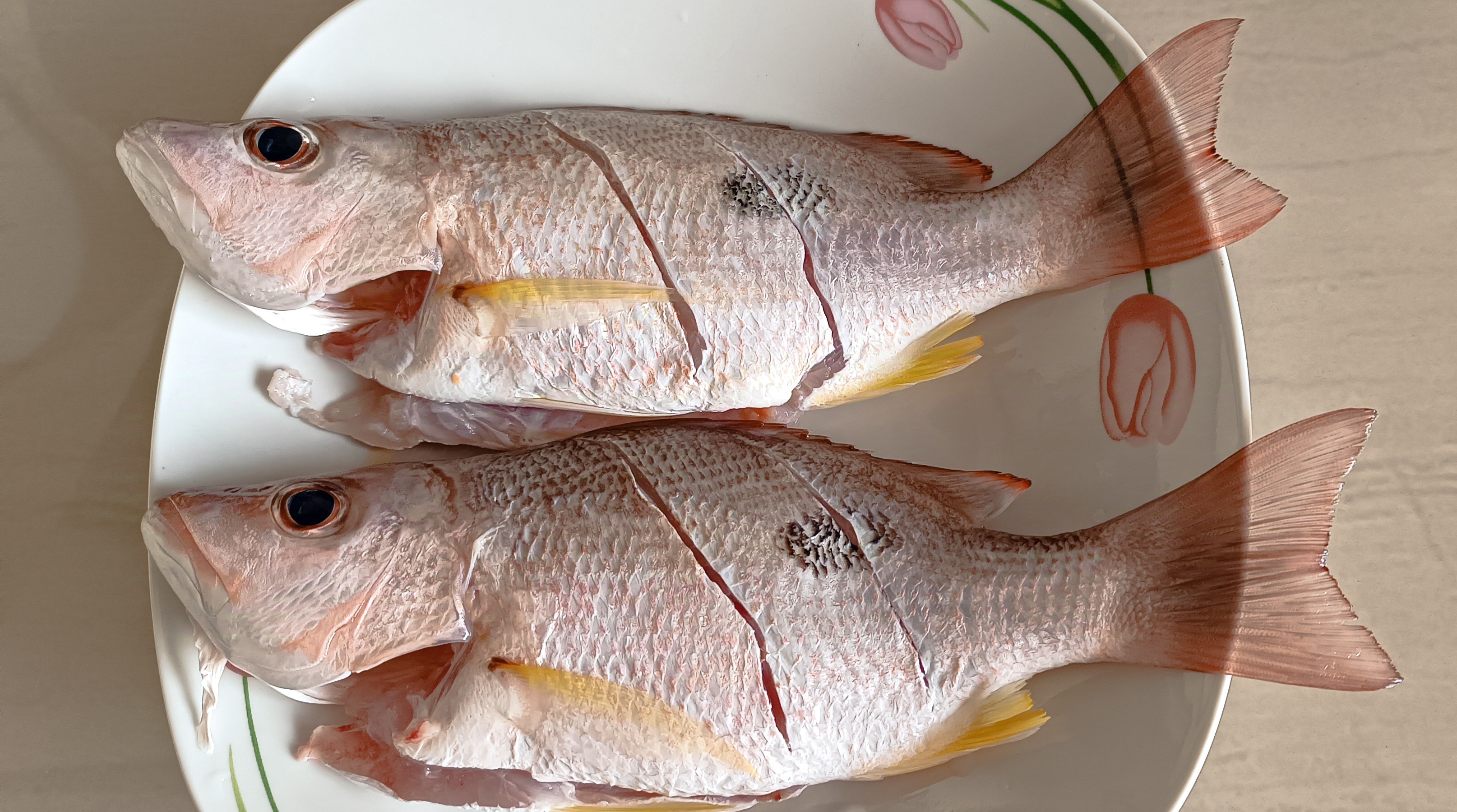 Golden Cat Fish – Shoreangler