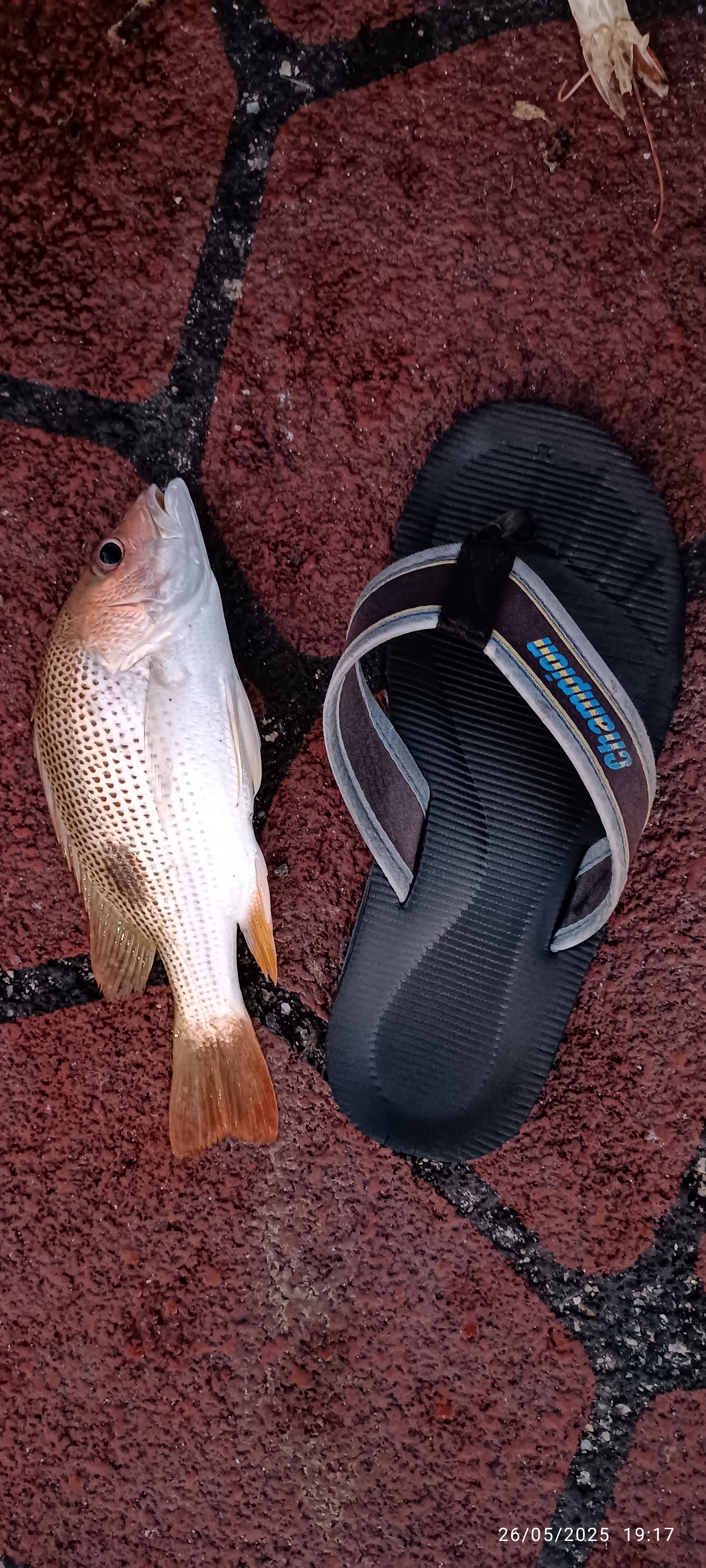 Golden snapper and Mangrove Jack – Shoreangler