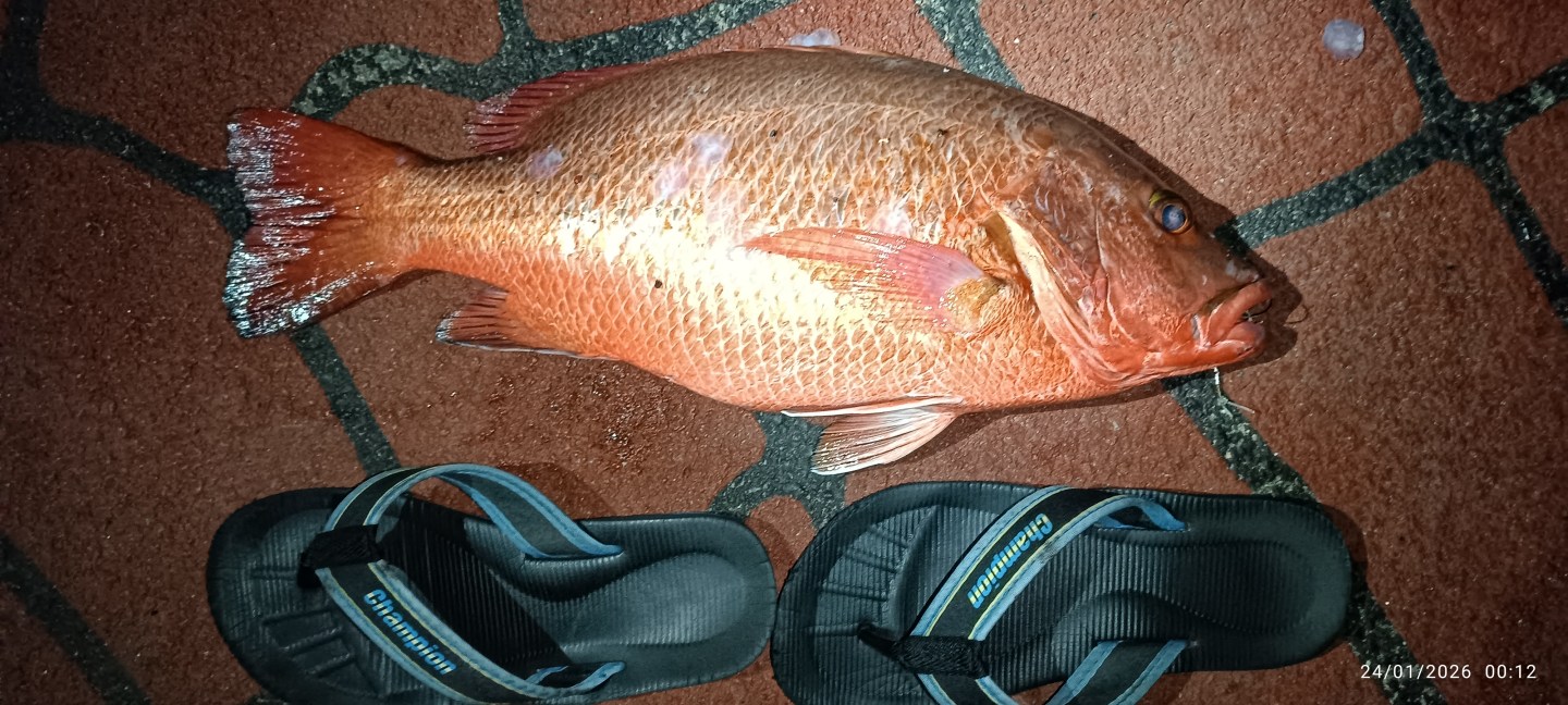 Mangrove Red Snapper红脚丁 – Shoreangler